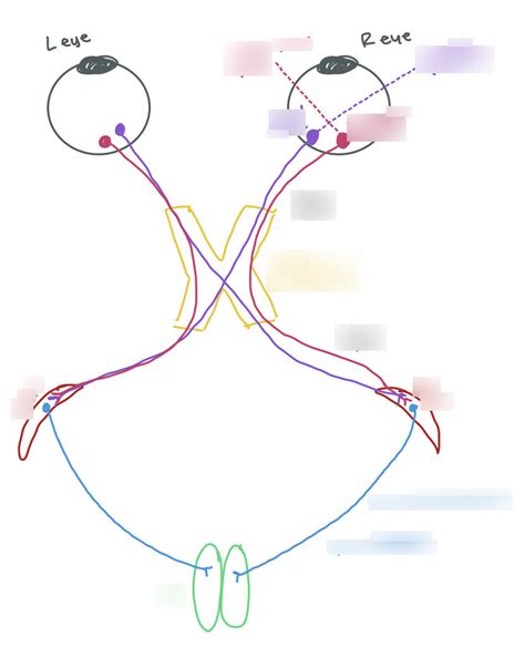 Neuro Conscious Visual Perception Pathway Diagram Quizlet