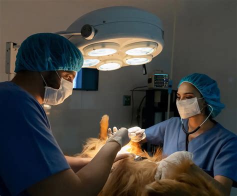 Surgery Orthopaedic And Soft Tissue Ulladulla Veterinary Hospital Milton And Ulladulla