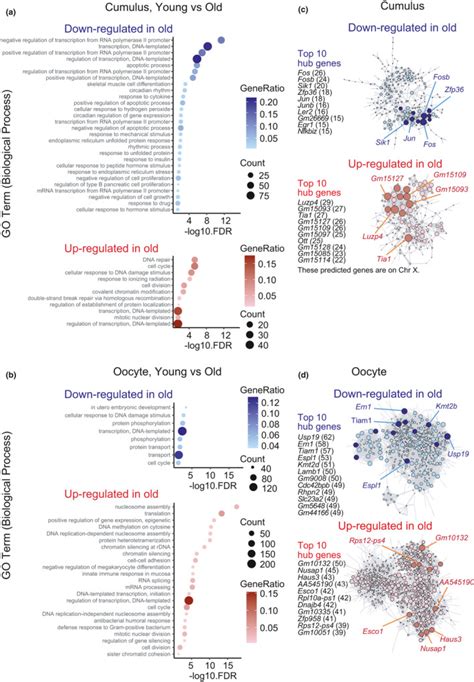 Single‐oocyte Transcriptome Analysis Reveals Aging‐associated Effects Influenced By Life Stage