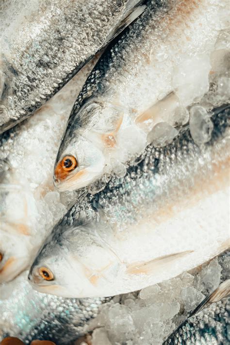건강한 식생활 계절 냉각 다이어트 단백질 매크로 촬영 물고기 물고기 디스플레이 물고기 머리 바다 수확 바다의 보존 비늘 빙하 생선 무역 생선 장수
