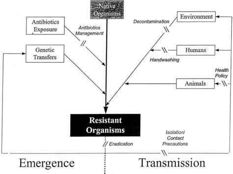 Vancomycin Resistant Enterococci Chest