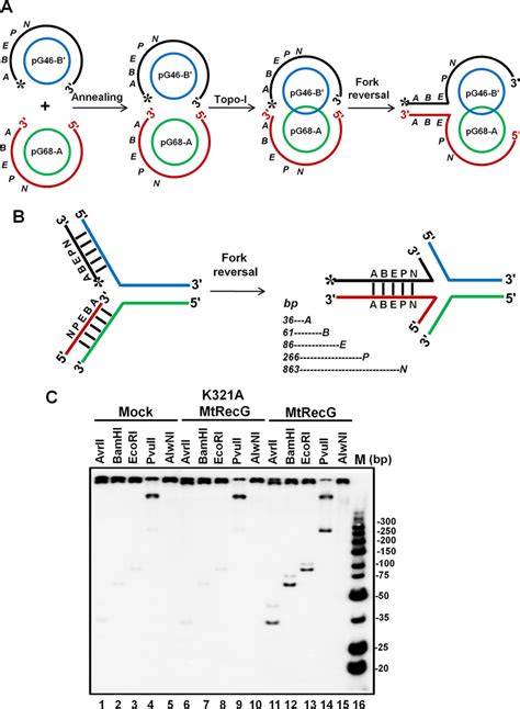 m tuberculosis recg catalyzes efficient fork reversal with