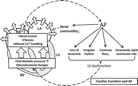 Atrial Fibrillation Pathophysiology Circulation