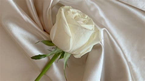 Elvira Mistress Of The Dark Sexy