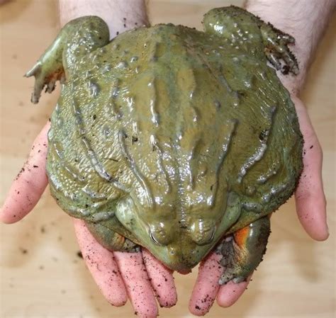 Giant African Frog