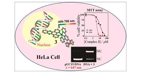 Ferrocene Promoted Photoactivated Dna Cleavage And Anticancer Activity Of Terpyridyl Copper Ii