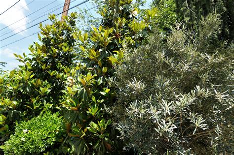 გრინლენდი • Greenland Tbilisi