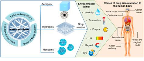 Figure 13 From Insight Into The Latest Medical Applications Of