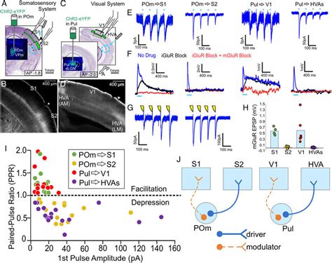 Ho Thalamocortical Synapses Exert Different Effects On Primary Vs Download Scientific Diagram