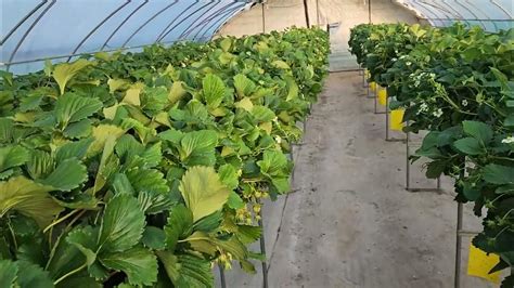 경남거창가조사병1 230106금 설향딸기잿빛곰팡이병 점적관주 딸기꽃곰팡이 딸기탄저병 딸기흰가루 딸기생장촉진 손범규 010 7258 2666 가조농약종묘사