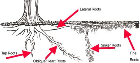 3 Types Of Tree Root Systems A Plus Tree 3 Types Of Tree Root Systems A Plus Tree