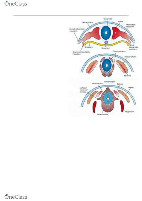 Intermediate Mesoderm