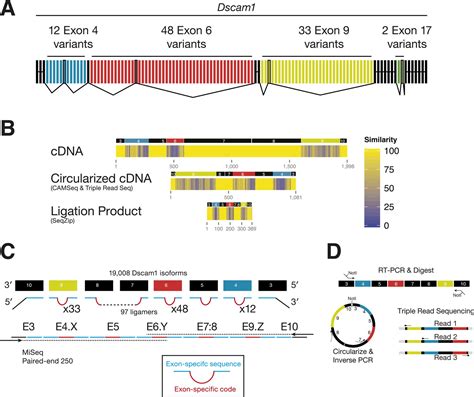 Dna And Rna Sequence Analysis At Charles Rolle Blog