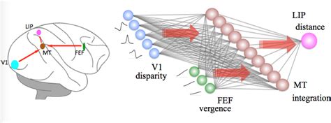 Distance Module Disparity Selective Cells See Variable A In Eqs