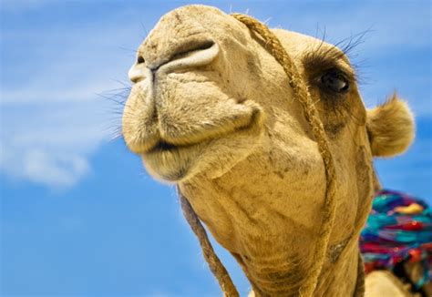 Comprehensive Metabolite Profiling Of Trimetazidine In Camels Using