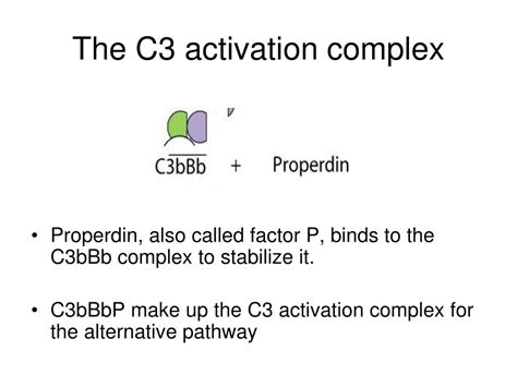 Ppt The Complement System Powerpoint Presentation Free Download Id 3196725