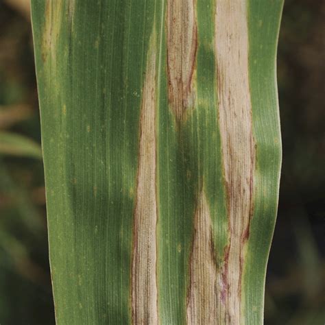 Northern Corn Leaf Blight Biological Control