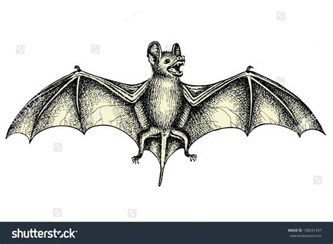 Bat Wings Drawing At Explore Collection Of Bat