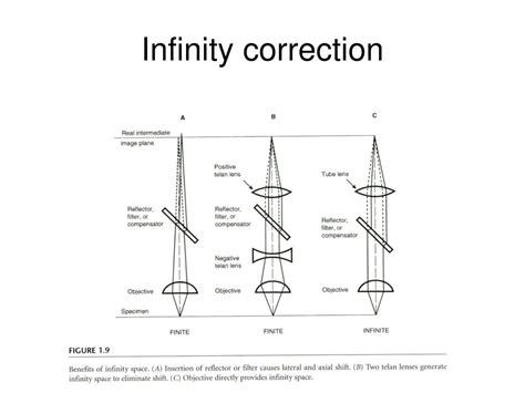 Ppt Brightfield And Phase Contrast Microscopy Powerpoint Presentation