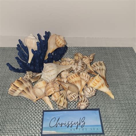 Lightning Whelk Seashells For Crafting 30 Handpicked Imperfect Shells Etsy