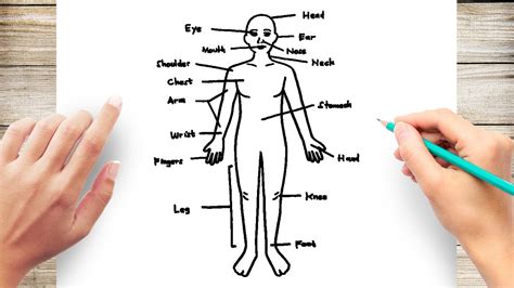 Ace Info About How To Draw Human Body Warningliterature