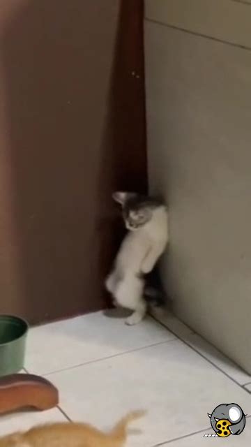 گربه منگل خنگ نادون فیلو