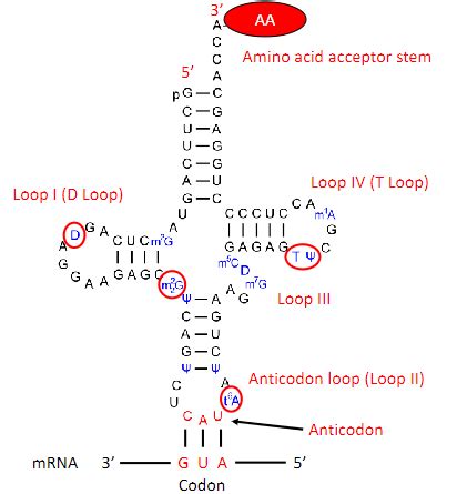 The Genetic Code Flashcards Quizlet