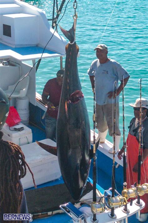 Photos Bobby Lambes 431lb Bluefin Tuna Catch Bernews