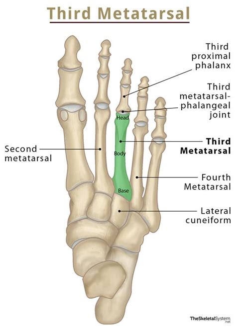 Second Metatarsal Bone Location Anatomy And Diagram
