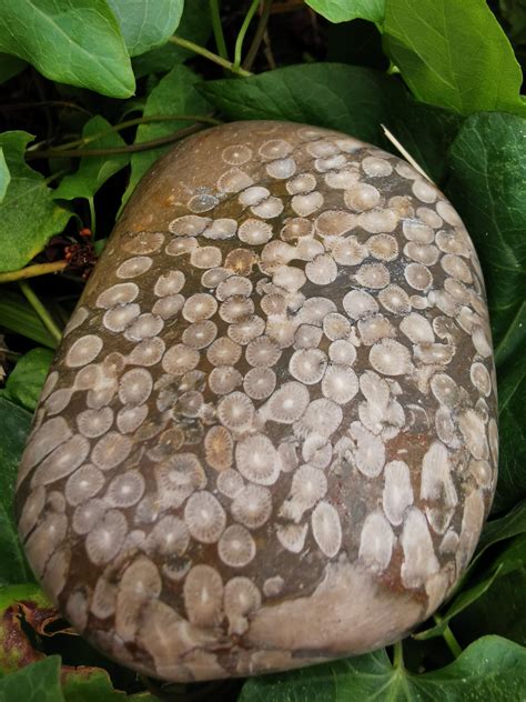 Not Sure If I D Call It Fossil Porn But I M Really Happy With This Piece Of Coral I Found And