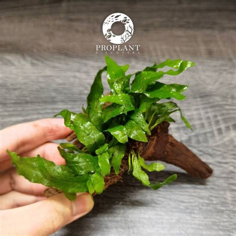 🔥microsorum Pteropus Java Fern🔥 Low Tech Plant Aquarium Aquascape Aquatic Live Plant