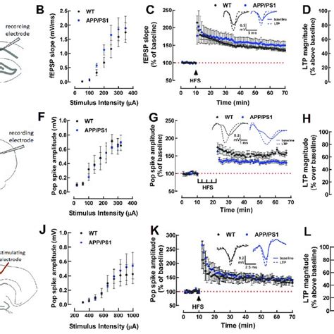 Synaptic Transmission And Plasticity In The Dorsal Hippocampus