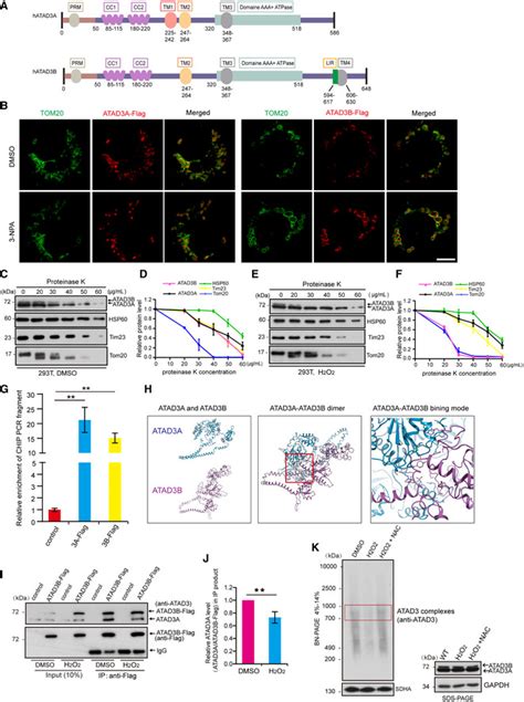 Atad3b Is A Mitophagy Receptor Mediating Clearance Of Oxidative Stress