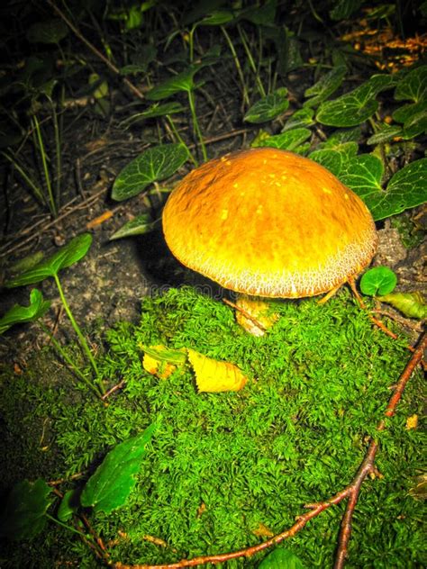 Orange Mushroom In A Dark Forest Among The Green Grass Stock Image Image Of Dark Assortment