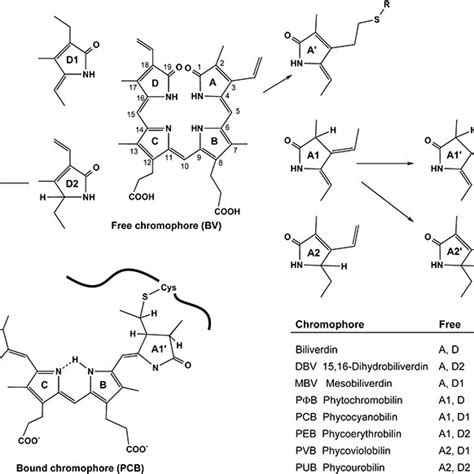 Free And Protein Bound Bilins Full Structures Of Biliverdin In The Download Scientific Diagram