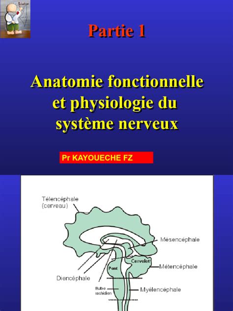 Neuro Part 1 Pdf Nerf Système Nerveux Central