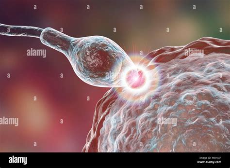 Sperm human egg fallopian ovum' hi-res stock photography and images - Alamy