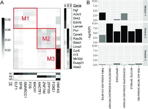 Major Modules Of Tf Regulation In Endothelial Cells A Heatmap Download Scientific Diagram