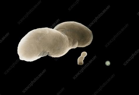 Nanobacteria Stock Image B2450006 Science Photo Library