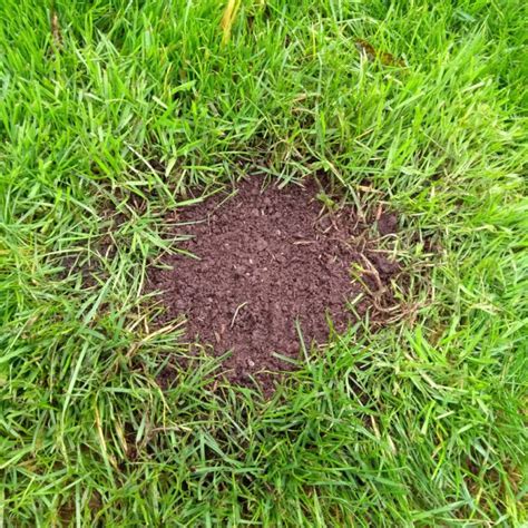 Doff Green Fingers Patch Fix Plus Grass Seed Feed Coco Coir 800g F La