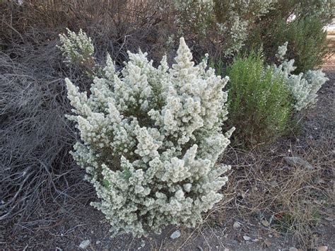 Barbs Garden Observations Why I Stopped Hating Coyote Brush