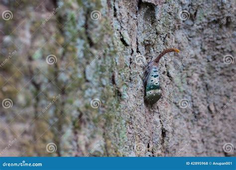 Lantern Bug Lanternfly Or Fulgorid Bug Or Planthopper Blue Lanternflies With Green Background
