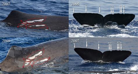 Fig S23 Mark Recapture Based On Photo Identification Is Applied For Download Scientific