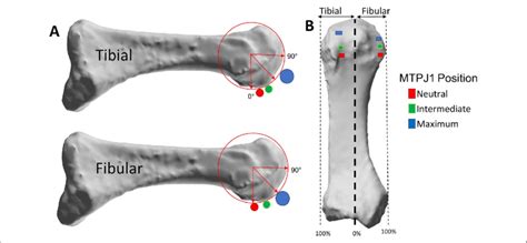A Average Tibial And Fibular Sesamoid Position In Sagittal Plane