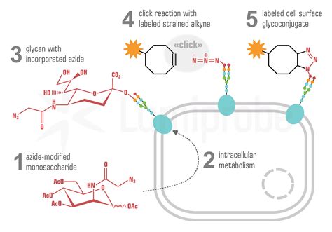 Glycan Labeling In Applications