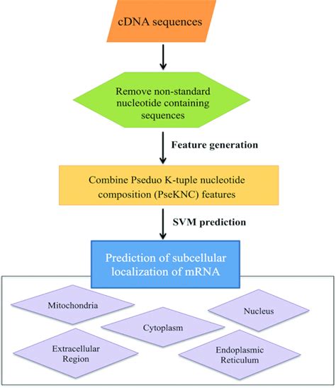 mrnaloc a novel machine learning based in silico tool to predict mrna