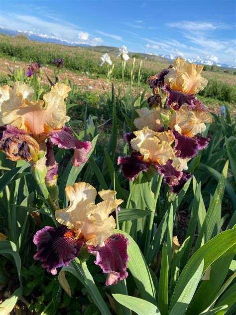 Raspberry Swirl Ripple Effect Iris Farm