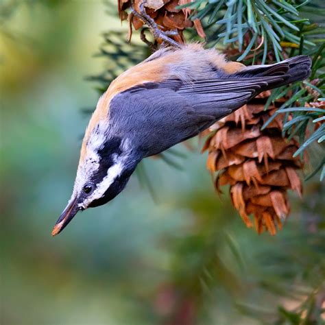 Red Breasted Nuthatch