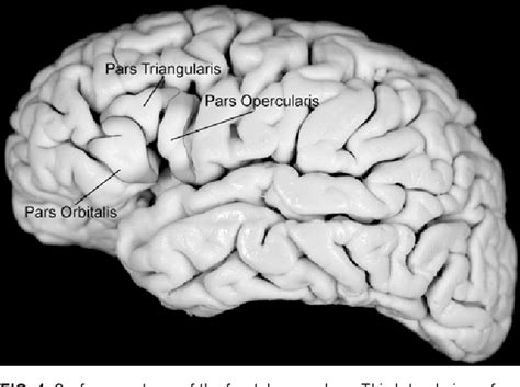 Opercular Part Of Inferior Frontal Gyrus Human Only Semantic Scholar