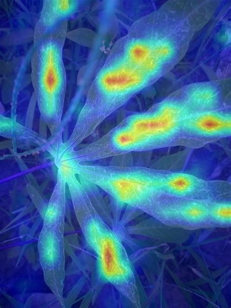 Simclr Grad Cam Images Download Scientific Diagram